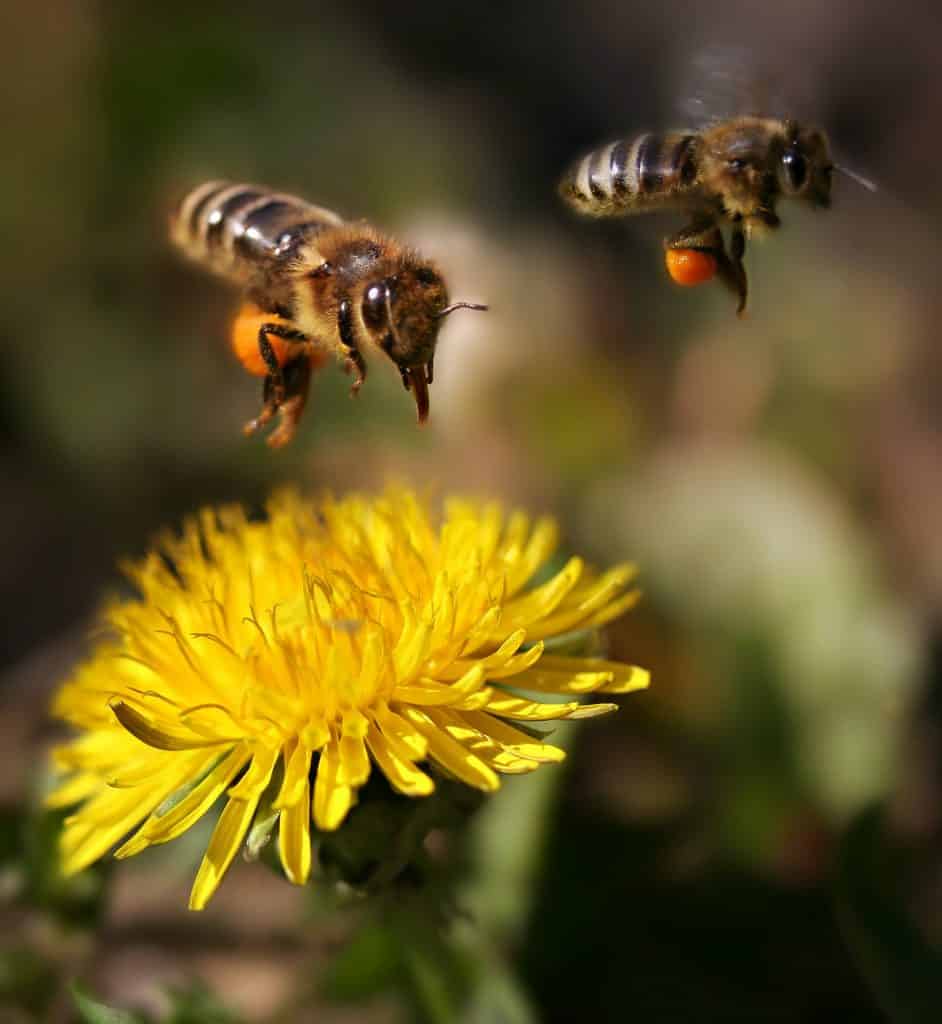 Bee-friendly plants: Find out what to plant and help the bees - Bees4life